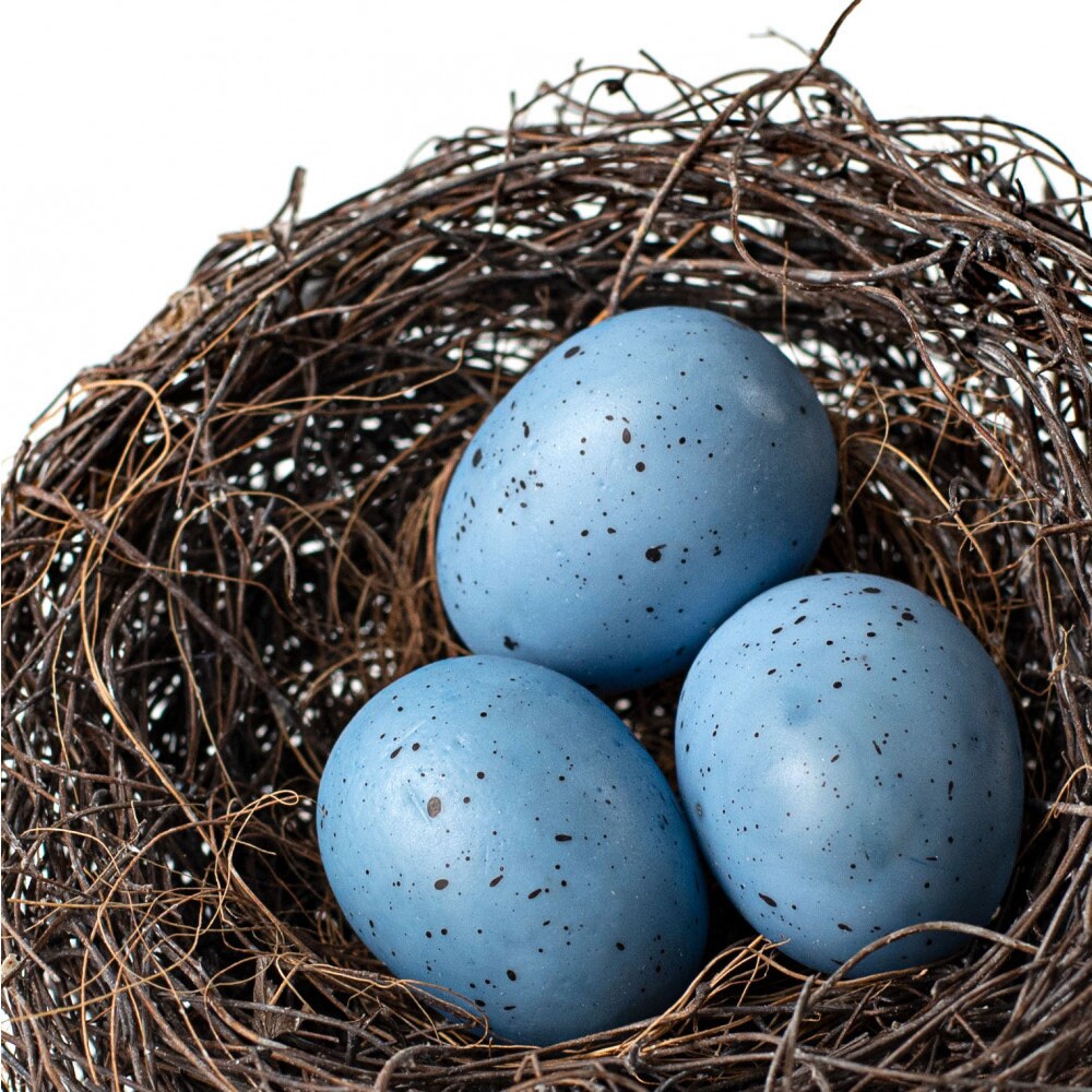 Blue Eggs In Nest