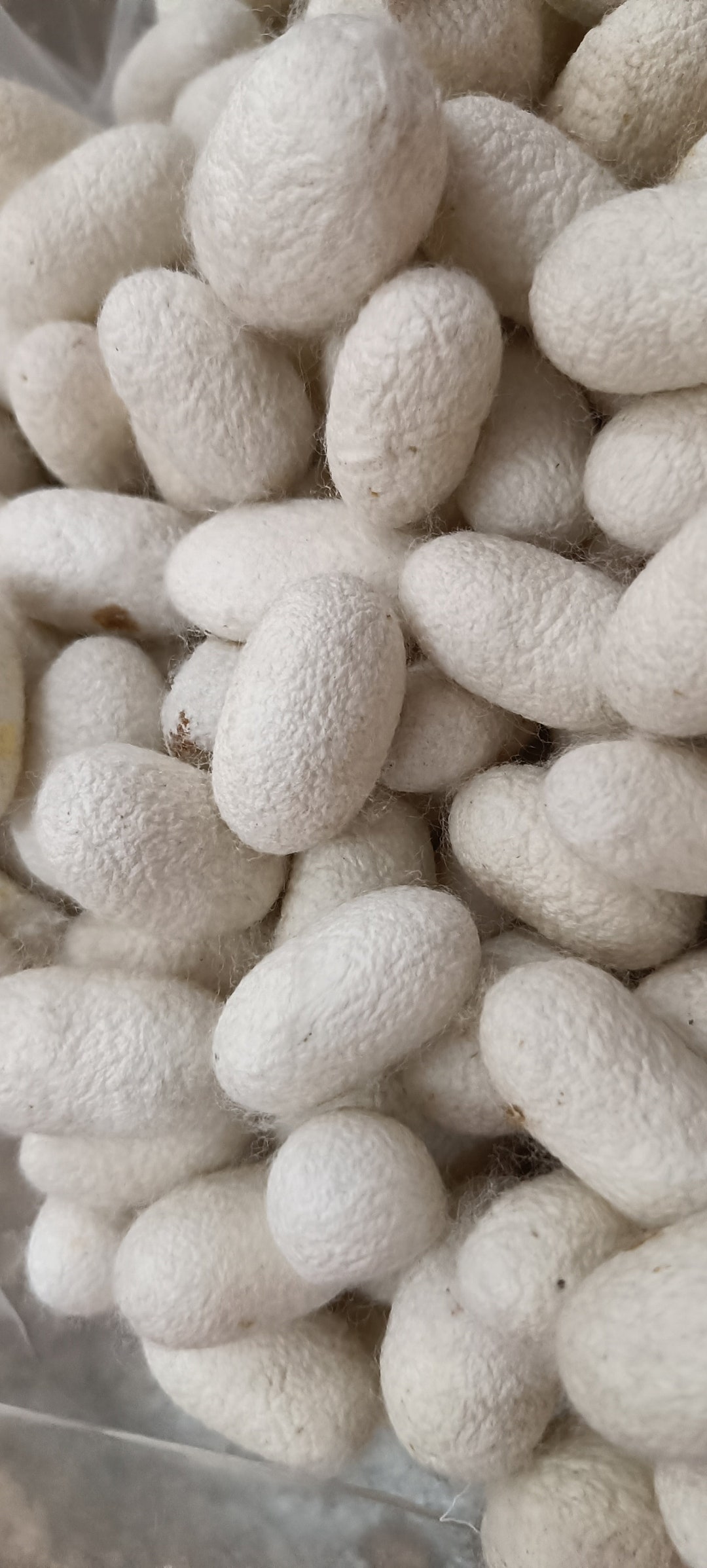 Mulberry Silk Cocoons: Cut Cocoons for Spinning & Crafts - Etsy