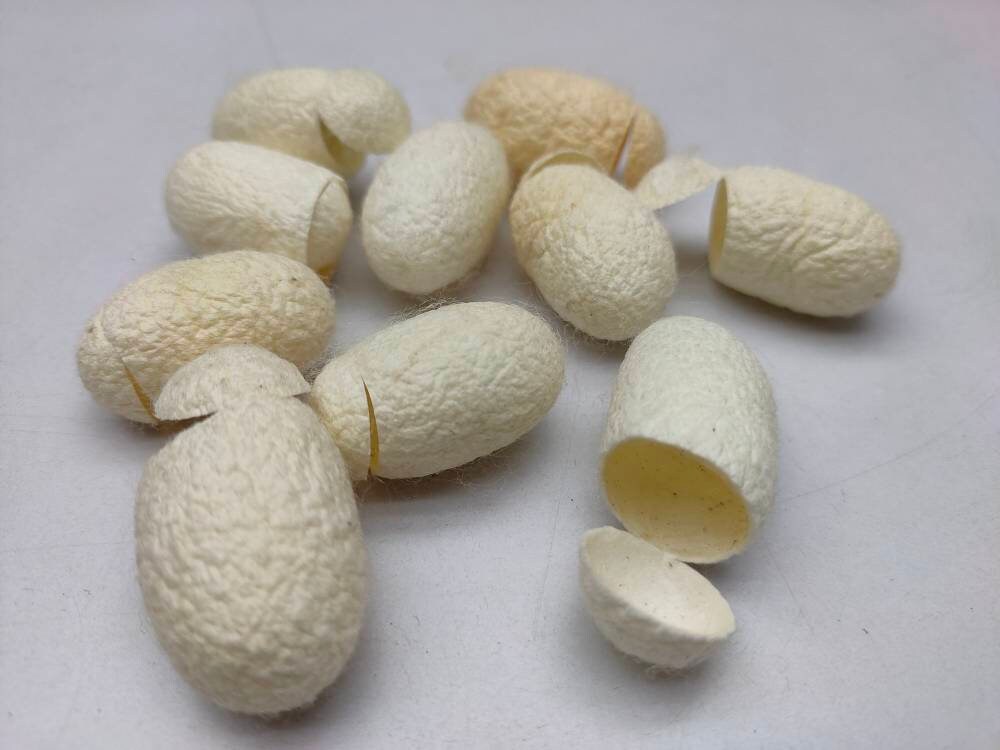 Spa Cocoons Cut Cocoon Facial Massage Cocoon Mulberry Cocoon Cocoons ...