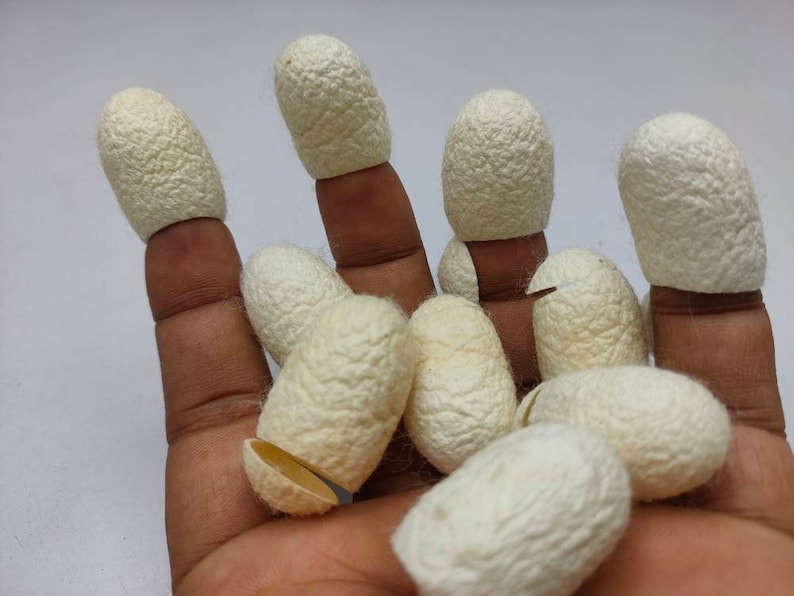 Spa Cocoons Cut Cocoon Facial Massage Cocoon Mulberry Cocoon Cocoons ...