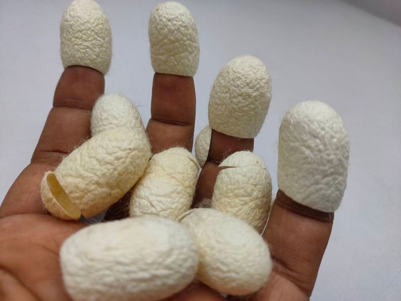 Spa Cocoons Cut Cocoon Facial Massage Cocoon Mulberry Cocoon Cocoons ...