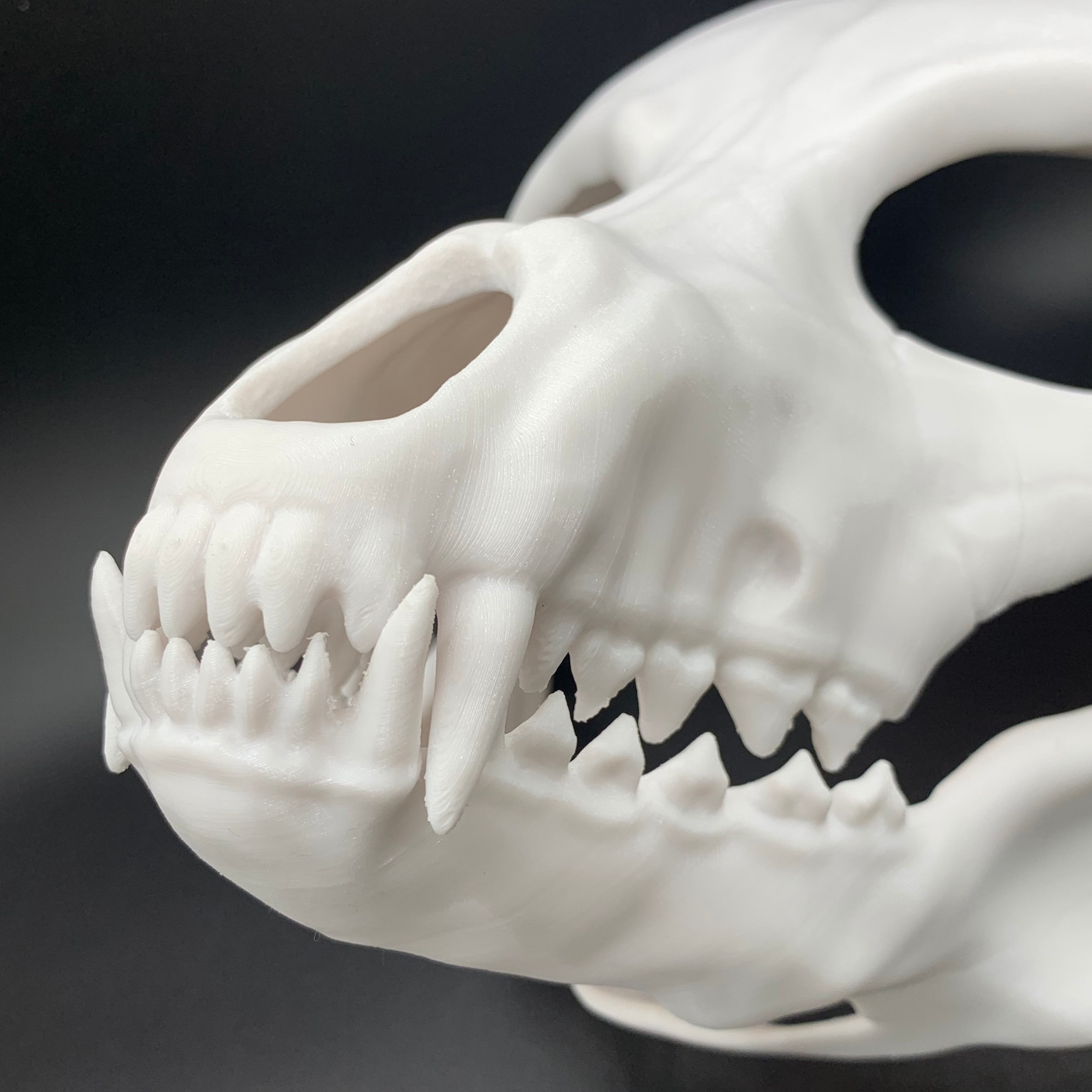 Wolf Skull Realistic Bone Spooky Mask Movable Moving Hinge - Etsy