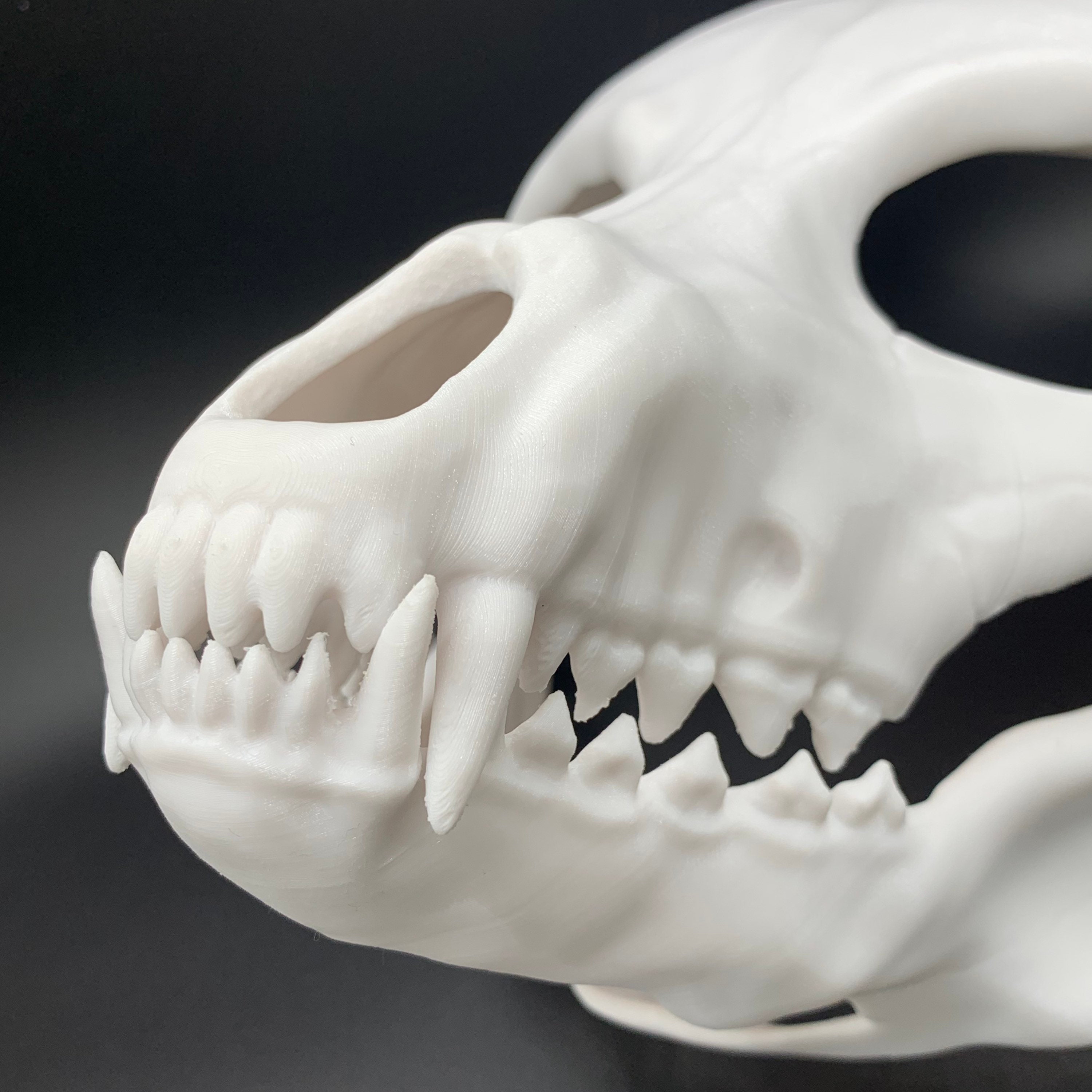 Wolf Skull Realistic Bone Spooky Mask Movable Moving Hinge - Etsy