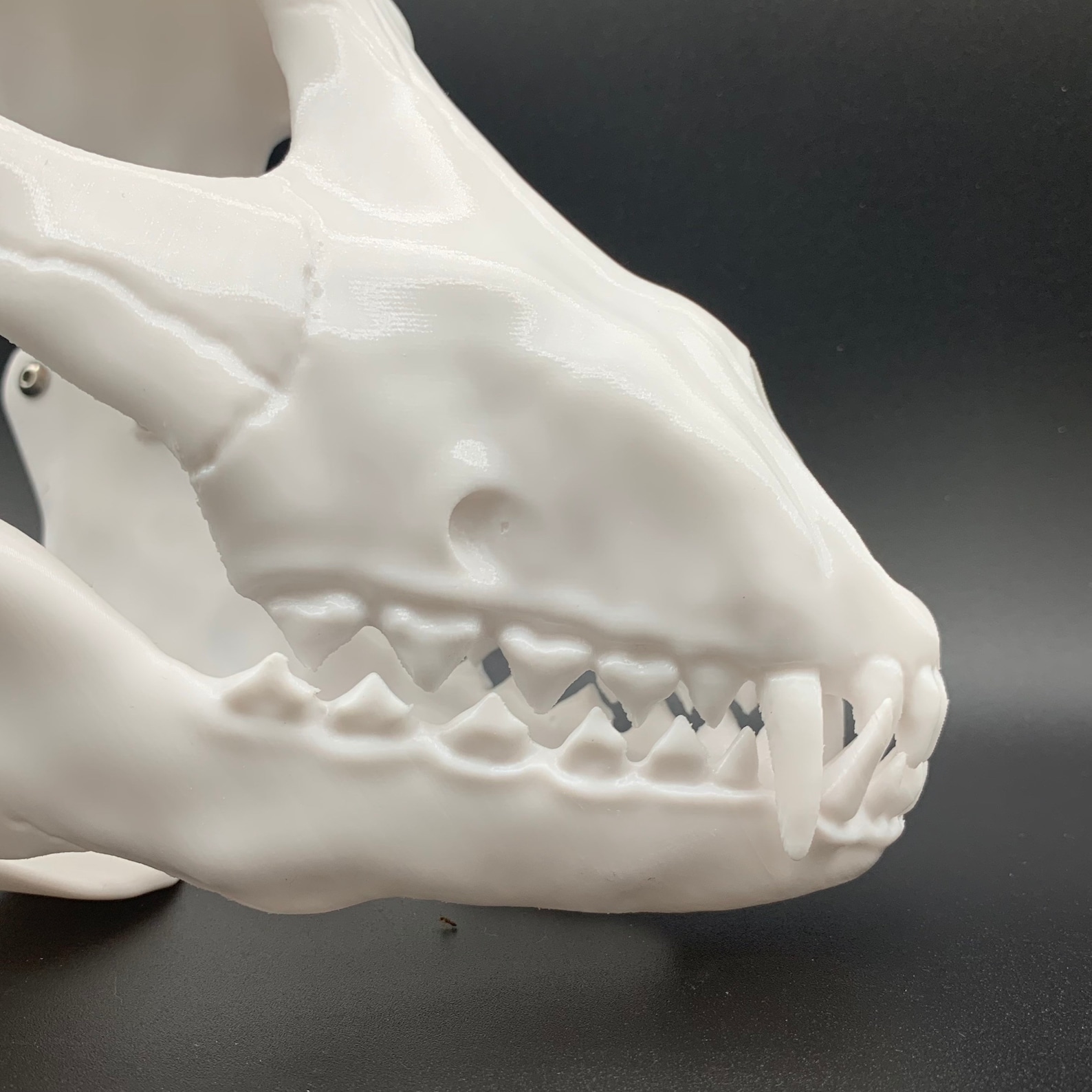 Wolf Skull Realistic Bone Spooky Mask Movable Moving Hinge - Etsy