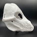 Wolf Skull Realistic Bone Spooky Mask - Movable Moving Hinge Jaw- 3D ...