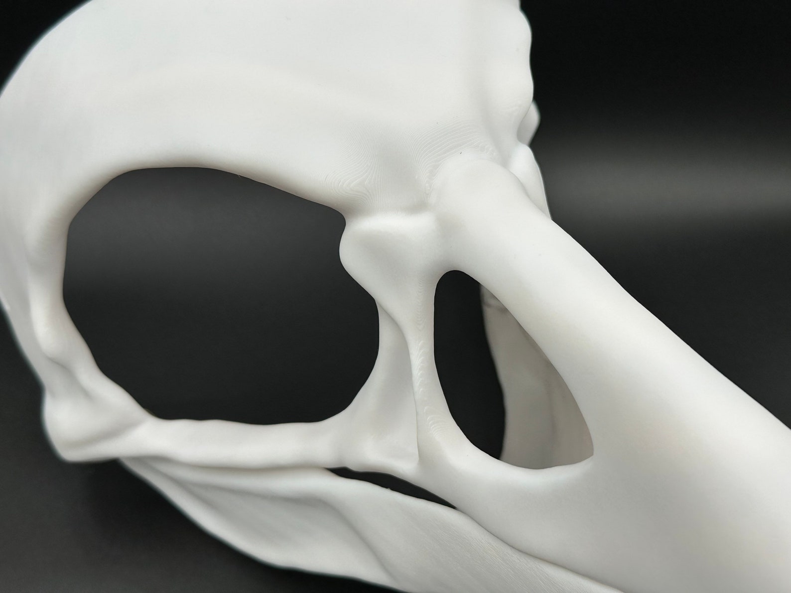 Raven Bird Skull Corvus Bone Skull Mask Movable Moving Hinge Jaw 3D ...