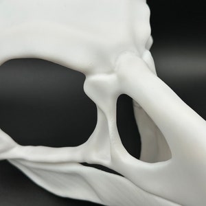 Raven Bird Skull Corvus Bone Skull Mask - Movable Moving Hinge Jaw- 3D ...