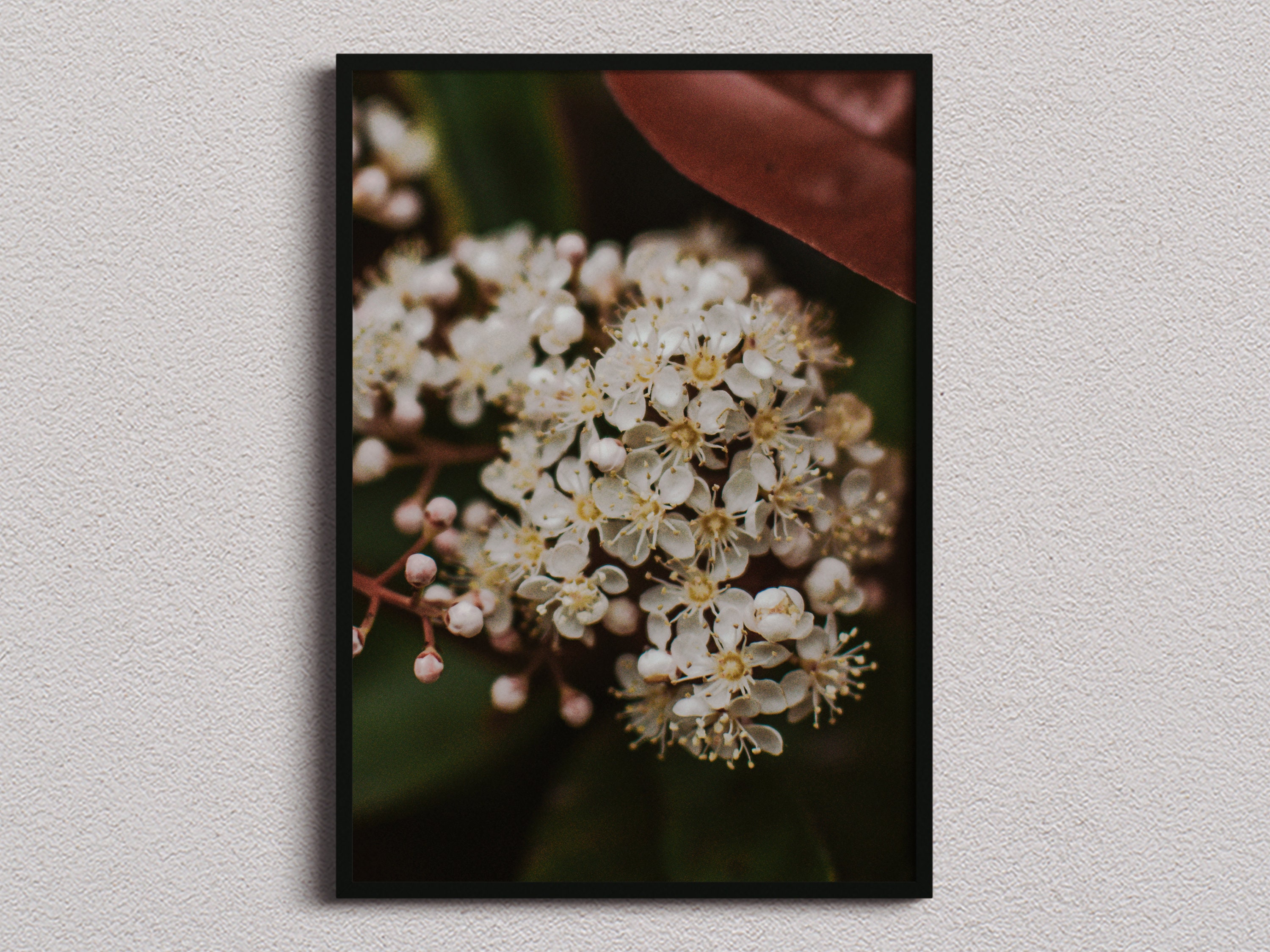 Taiwanese Photinia Flower Printable Wall Art | Floral Plant Botanical ...