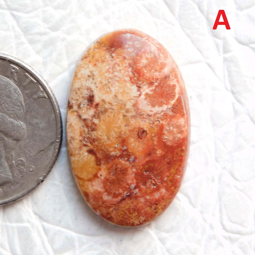 Designer Coral Fossil Rot & Braun Cabochon Lot fossiler Edelstein ...