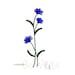 Cornflower Machine Embroidery Design, Cornflowers Flowers Embroidery ...