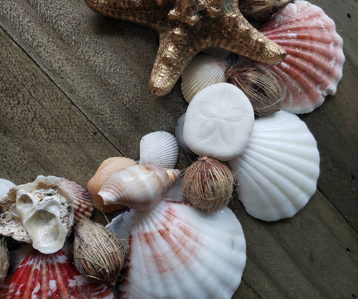 BEACH Wall Art Ship-lap Wood Sea Shell Summer Decor Shell - Etsy