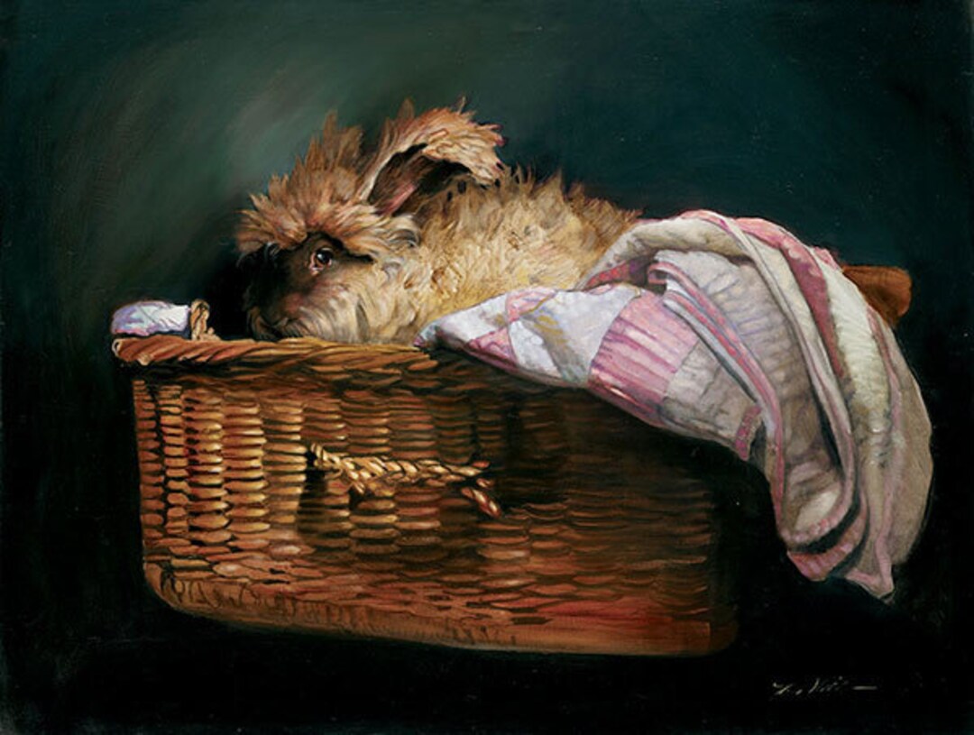 Angora Rabbit - Oil Painting, Nancy Noel Art Print, Animal Art, Paper ...