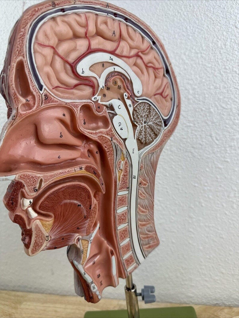 Kilgore International Medical Head Brain Anatomy Display Teaching Half ...
