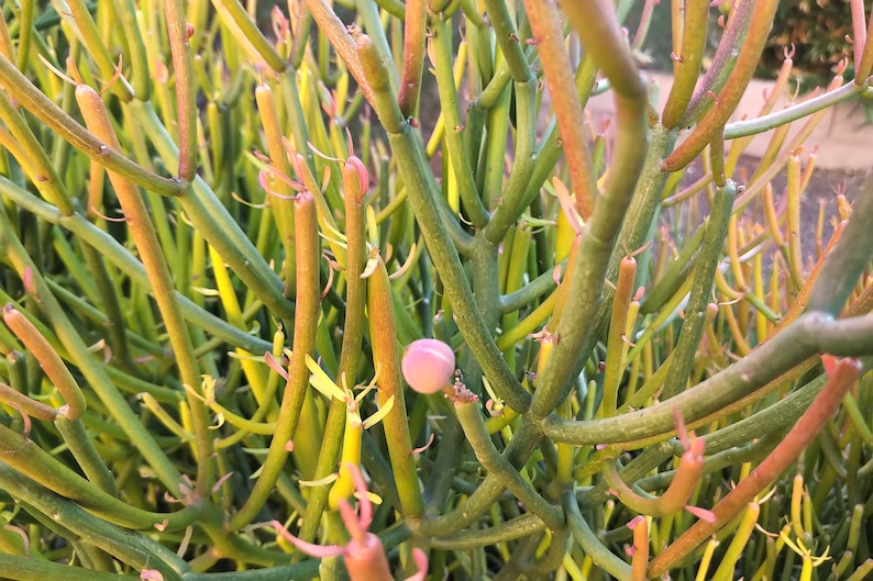 5 Fire Stick Plant Sticks on Fire Cuttings Euphorbia Succulent Plant 5 ...