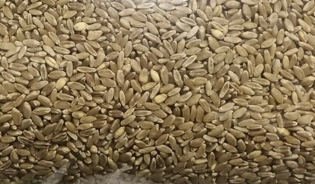 Durum Triticum Durum Wheat Seeds Ancient 10000 Year Old Variety!!! Grow ...