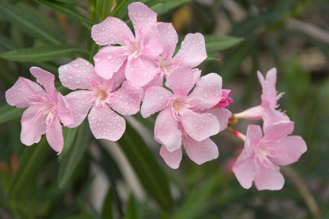 Aproximately 20 Seeds (1 Seedpod) Nerium Oleander 'hardy Pink ...