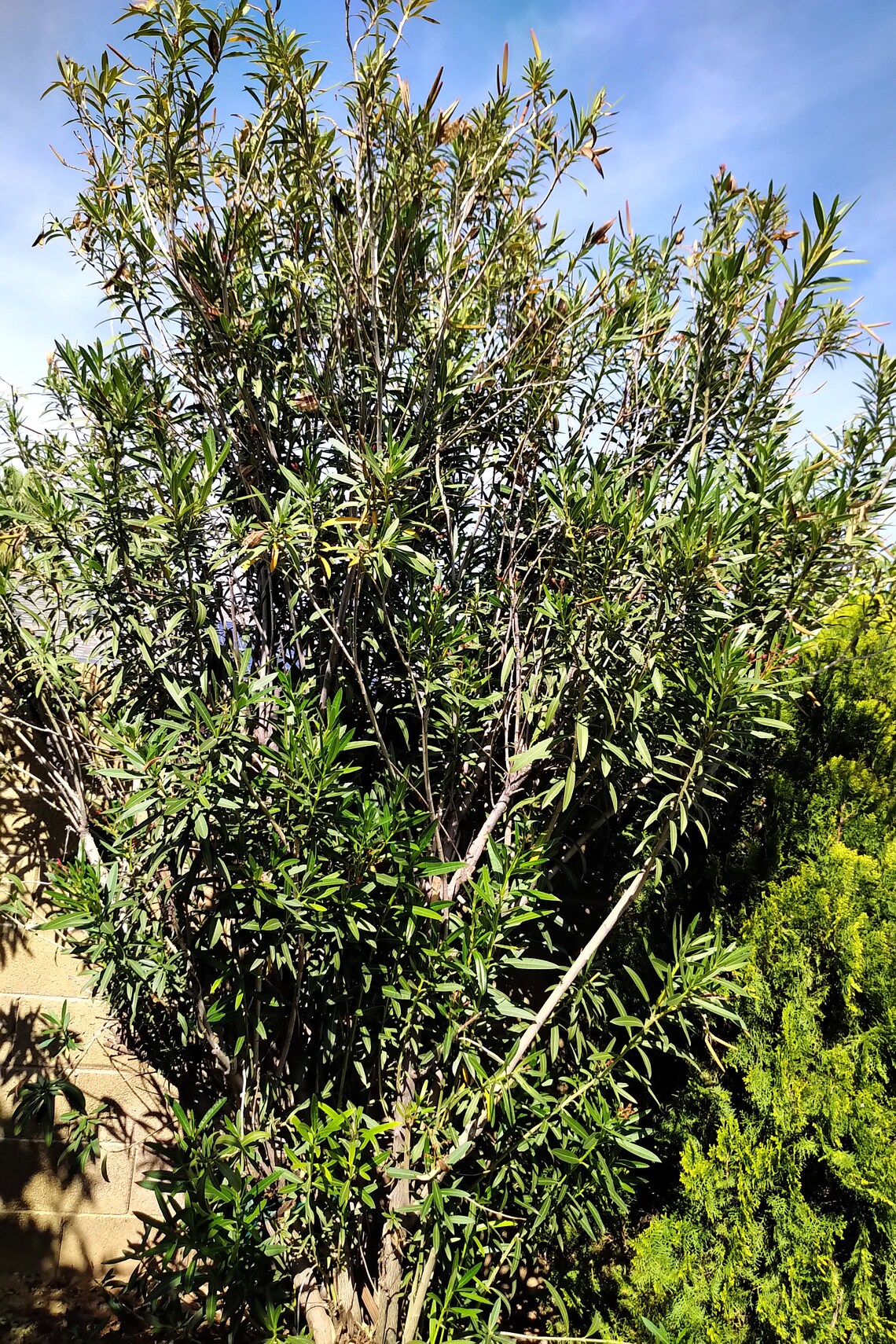Aproximately 20 Seeds (1 Seedpod) Nerium Oleander 'hardy Pink ...