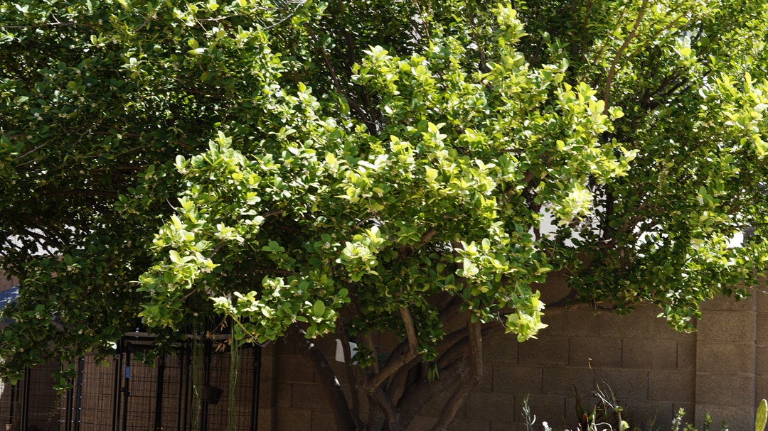 6 Key Lime Tree Thornless Variety Cuttings Citrus Great for Key Lime ...