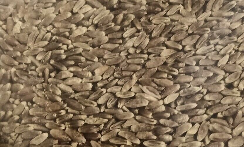 Ethiopian Blue Tinge Emmer Wheat Triticum Turgidum Seeds Rare Blue ...