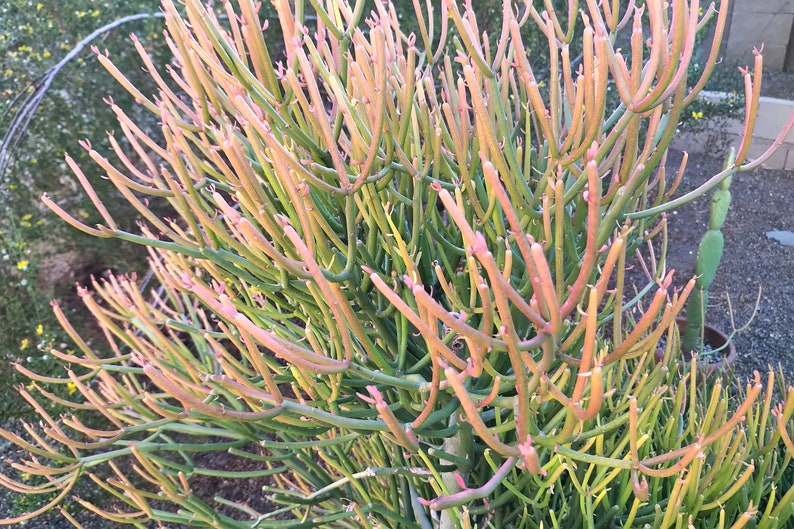 5 Fire Stick Plant Sticks on Fire Cuttings Euphorbia Succulent Plant 5 ...