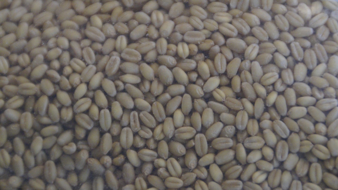 White Sonora Wheat Seeds Sonoran Arizona Native Ancient Variety Drought ...