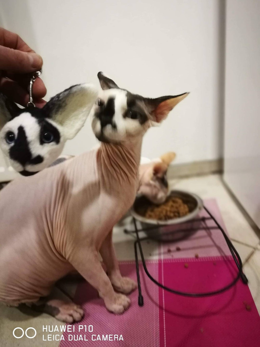 Pet Portrait Bauble, Cat Ornament for Christmas Tree Decorating, Cat ...