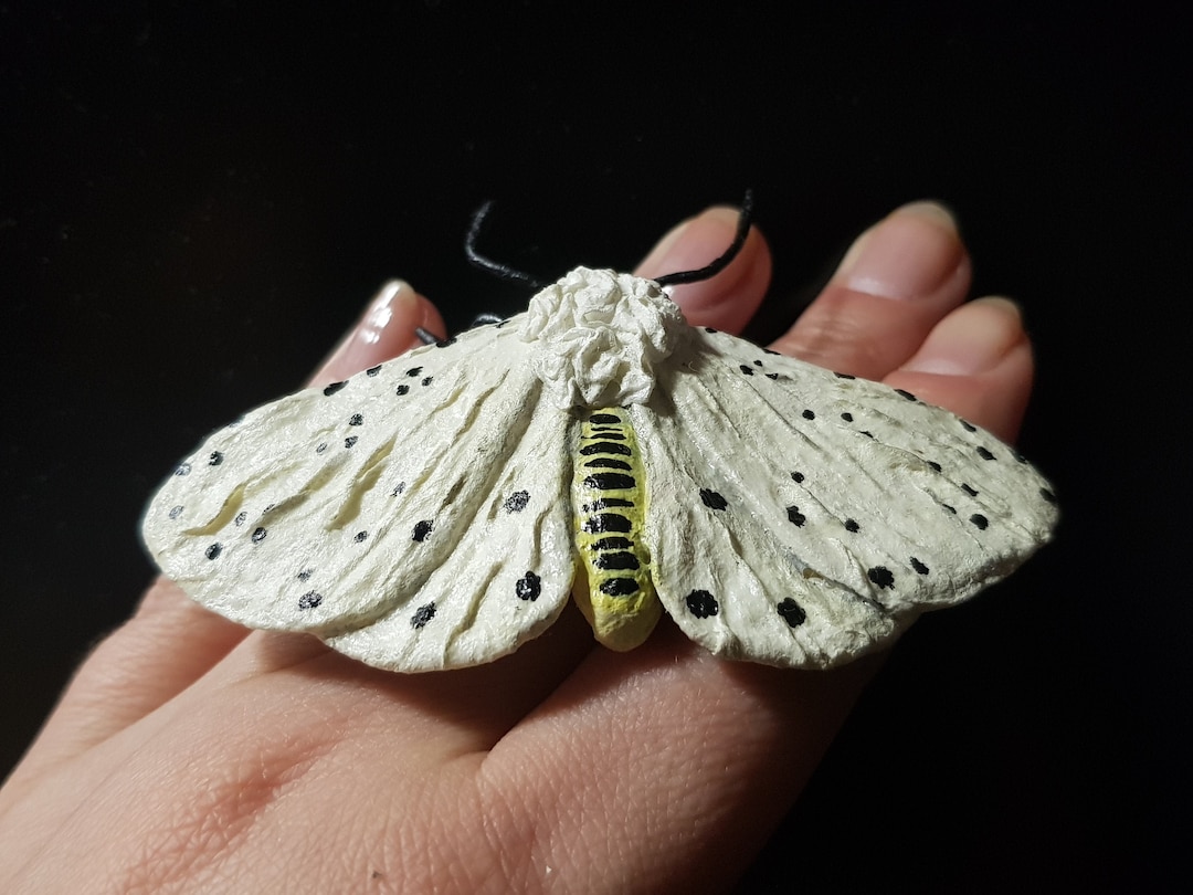 White Ermine Faux Taxidermy Moth - Etsy