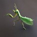 Praying Mantis Soft Sculpture Art Figurine - Etsy