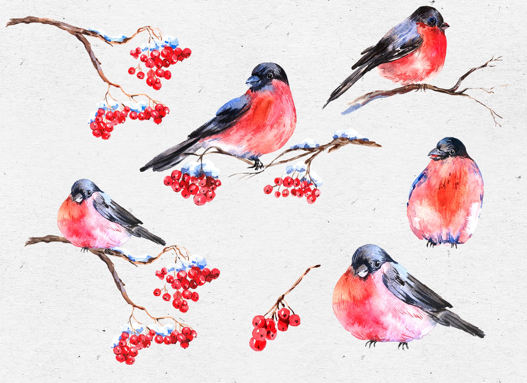 Gimpel Clipart Aquarell Weihnachten Clipart. Aquarell Vogel - Etsy.de