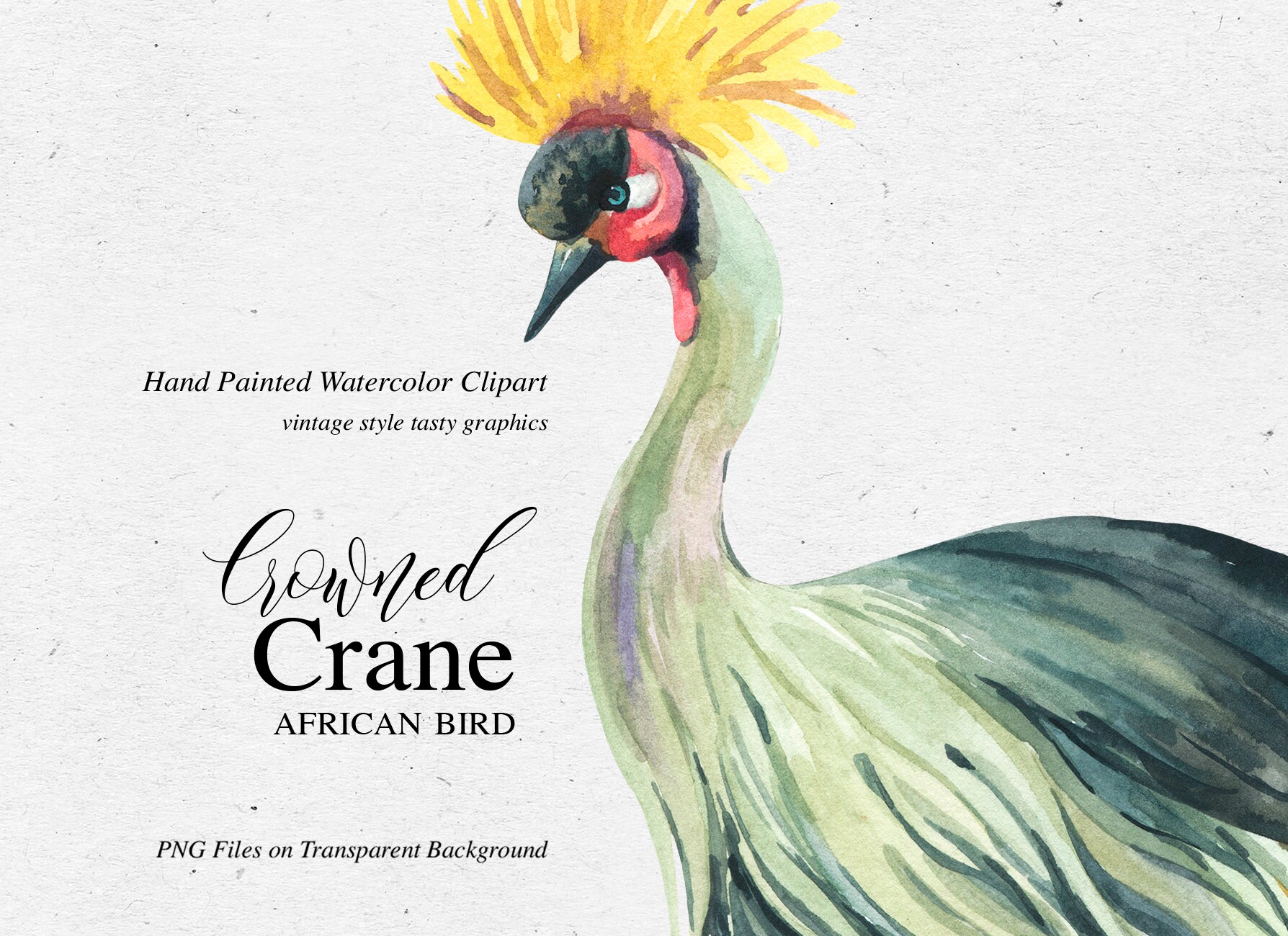 Flightless bird clipart. Watercolor Crowned crane clipart | Etsy