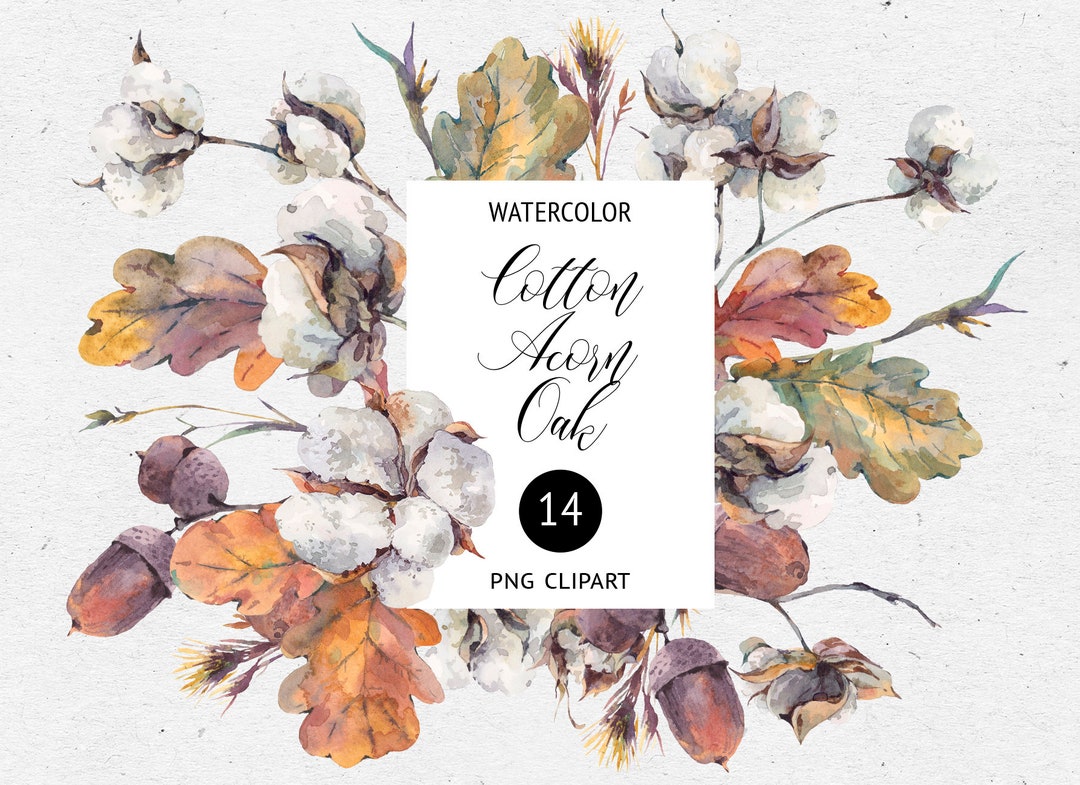 Cotton Fall Clipart. Watercolor Cotton Individual Clipart. Autumn ...