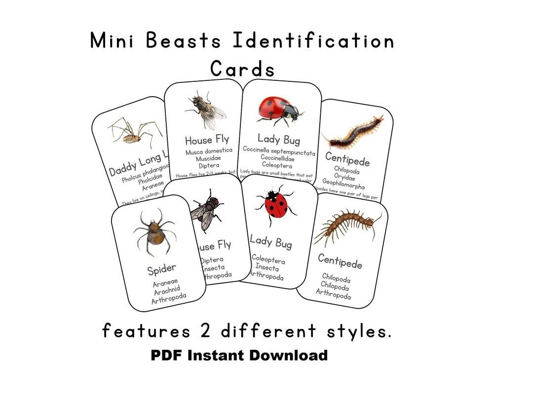 Mini Beasts Identification Cards PDF Download Printable Entomology ...