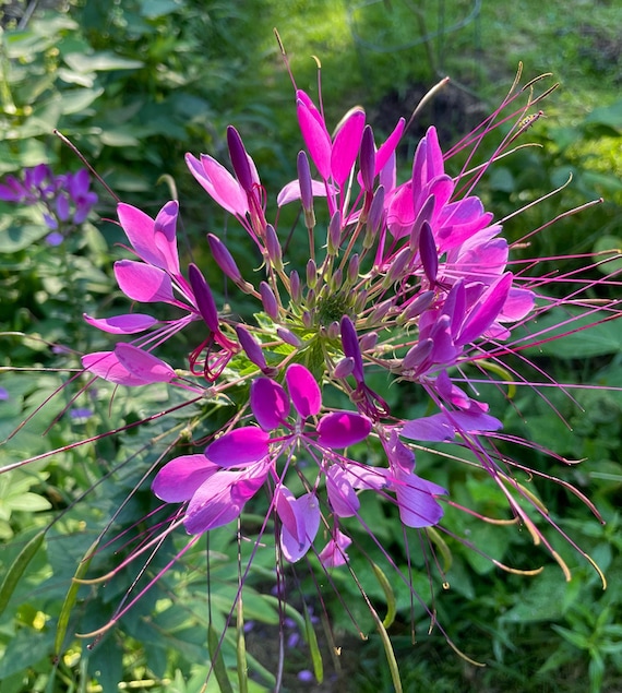 Purple Spider Flower