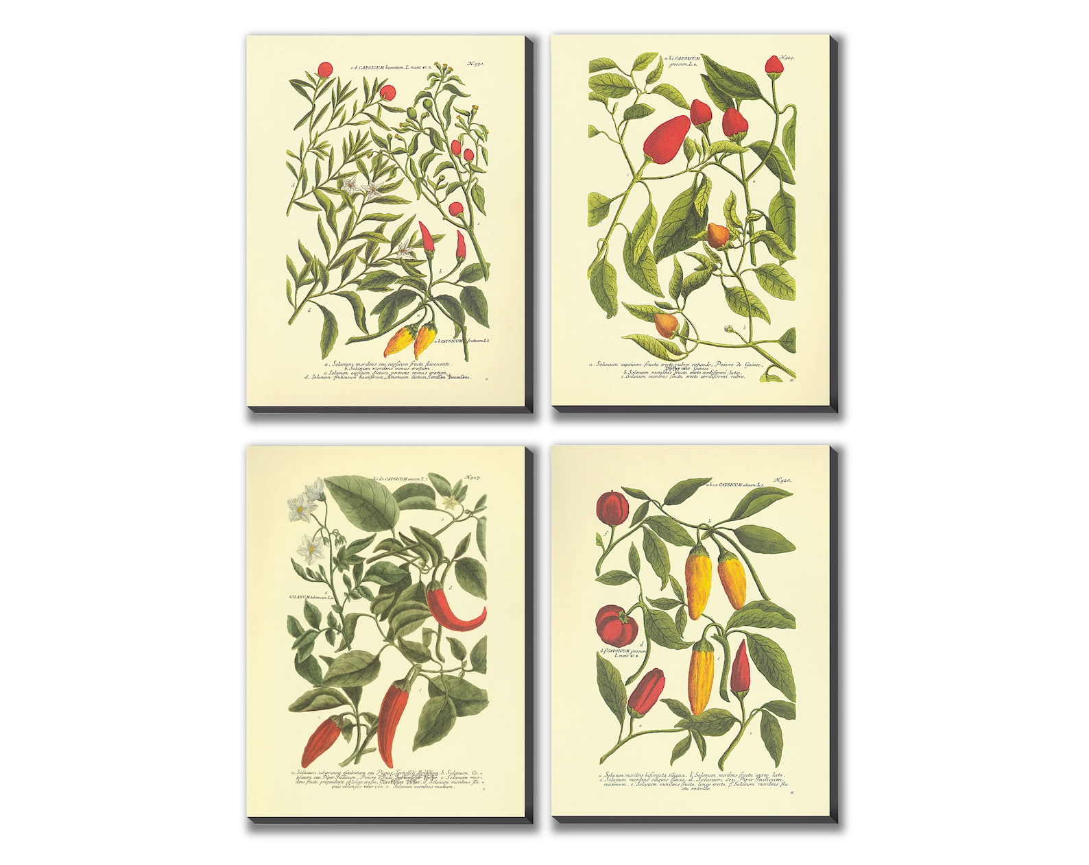 French Vintage Botanical Artwork Prints on Canvas Wall Art - Etsy
