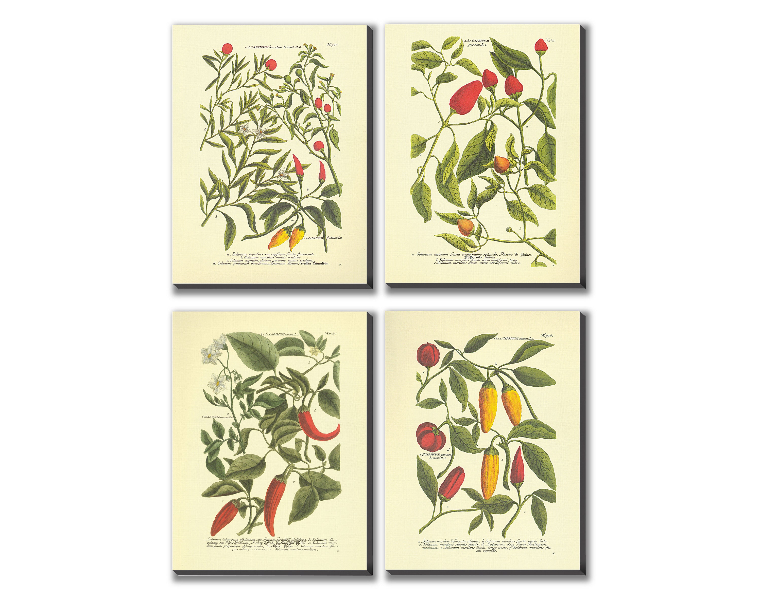 French Vintage Botanical Artwork Prints on Canvas Wall Art - Etsy