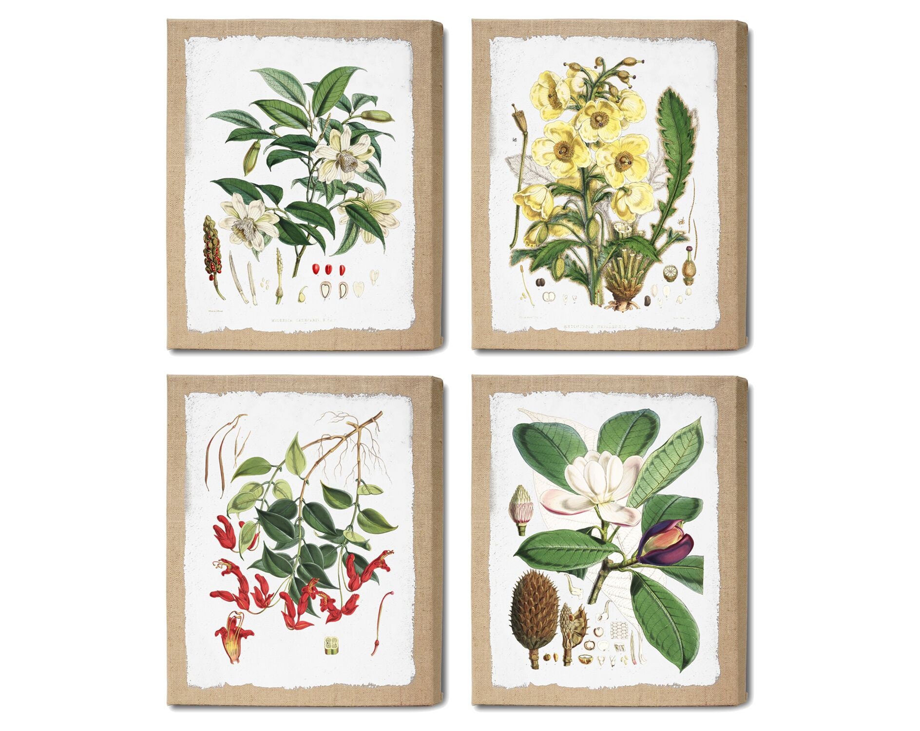 French Vintage Botanical Artwork Prints on Burlap Canvas Wall | Etsy