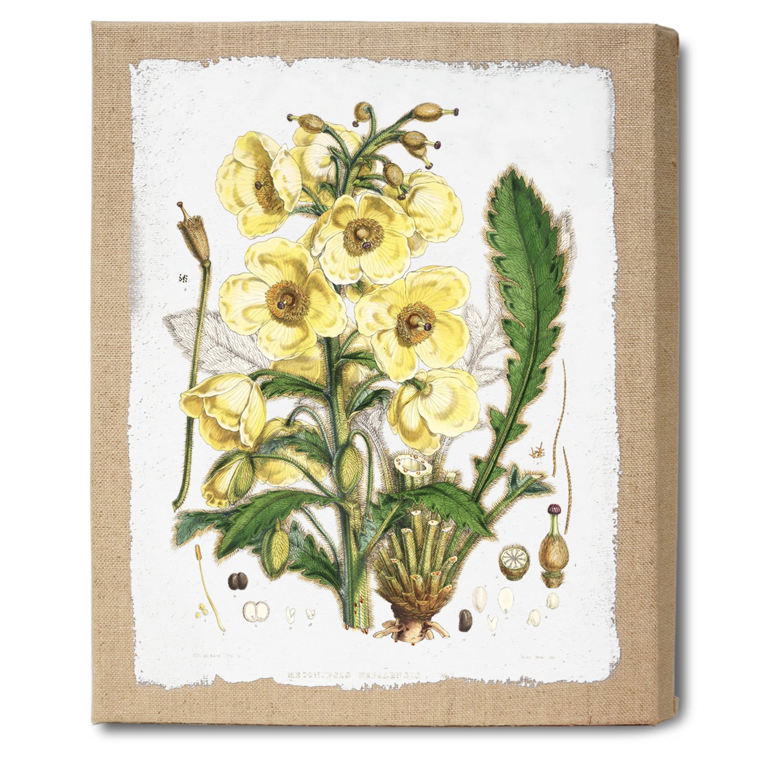 French Vintage Botanical Artwork Prints on Burlap Canvas Wall - Etsy