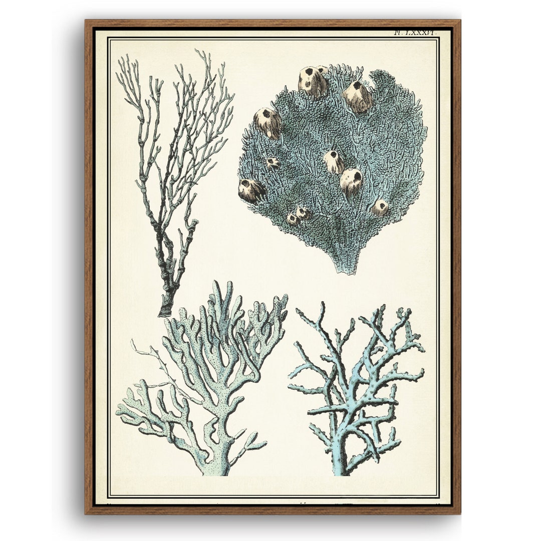 Vintage Botanical Print Sea Coral Wood Framed Canvas Home Artwork ...