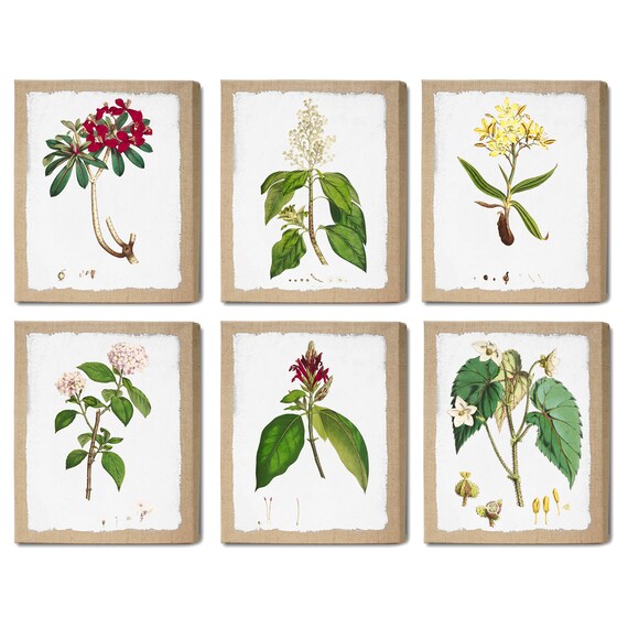 French Vintage Botanical Artwork Prints on Burlap Canvas Wall - Etsy