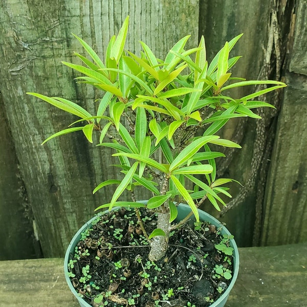 Willow Bonsai Tree - Etsy