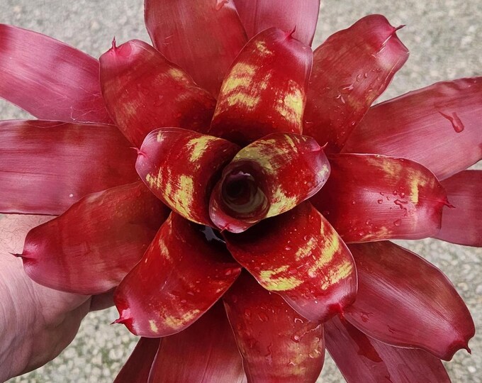 Bromeliad Neoregelia Golden Gate - Live Plant - Etsy