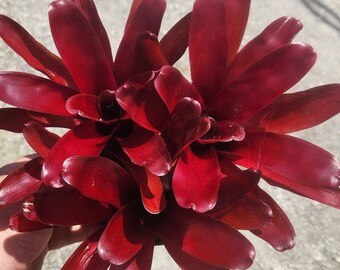 BROMELIAD Neoregelia SUPER FIREBALL Mature Plant! Currently Green!! - Etsy