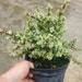 Variegated Mini Jade Bonsai Start Portulacaria Afra Grown in an 8 Pot ...