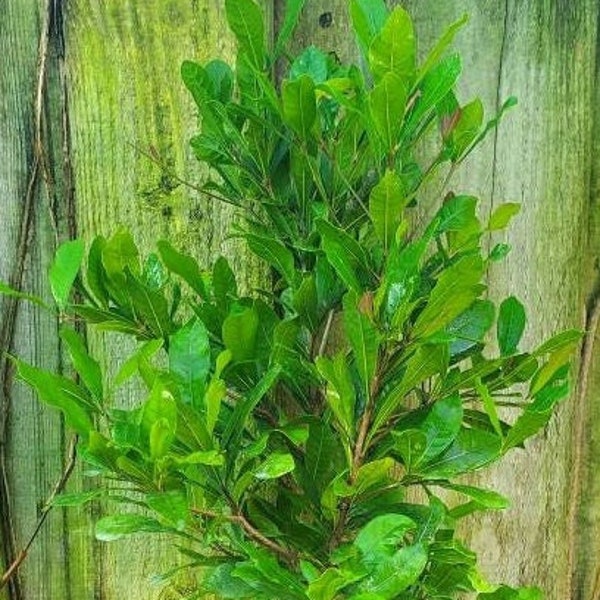 Miracle Berry Tree - Etsy