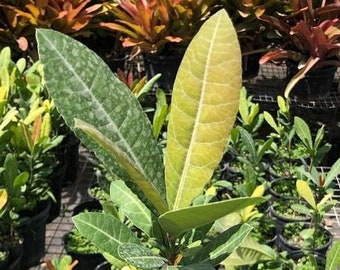 Imbe - African Mangosteen - Garcinia Livingstonei - Live Plant! - Etsy