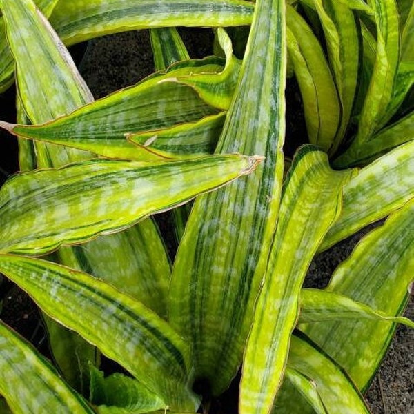 Gallon Snake Plant - Etsy