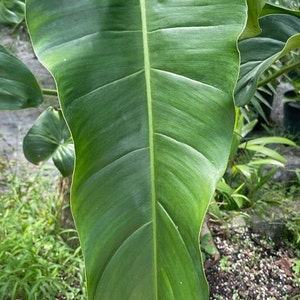 Philodendron Ecuador Tenue Grown in a 3 Gallon Pot - Etsy
