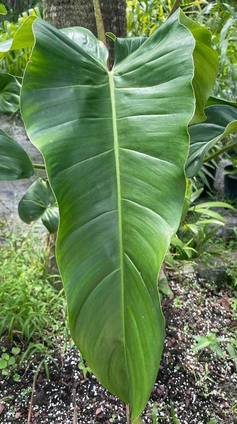 Philodendron Ecuador Tenue Grown in a 3 Gallon Pot - Etsy