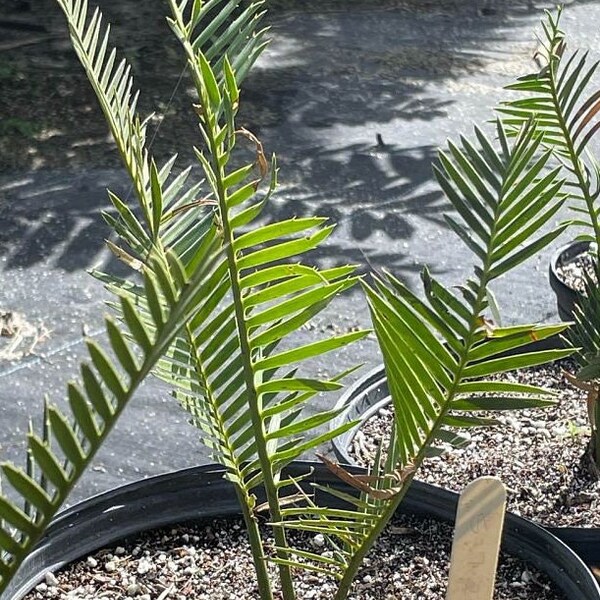 Cycad - Etsy