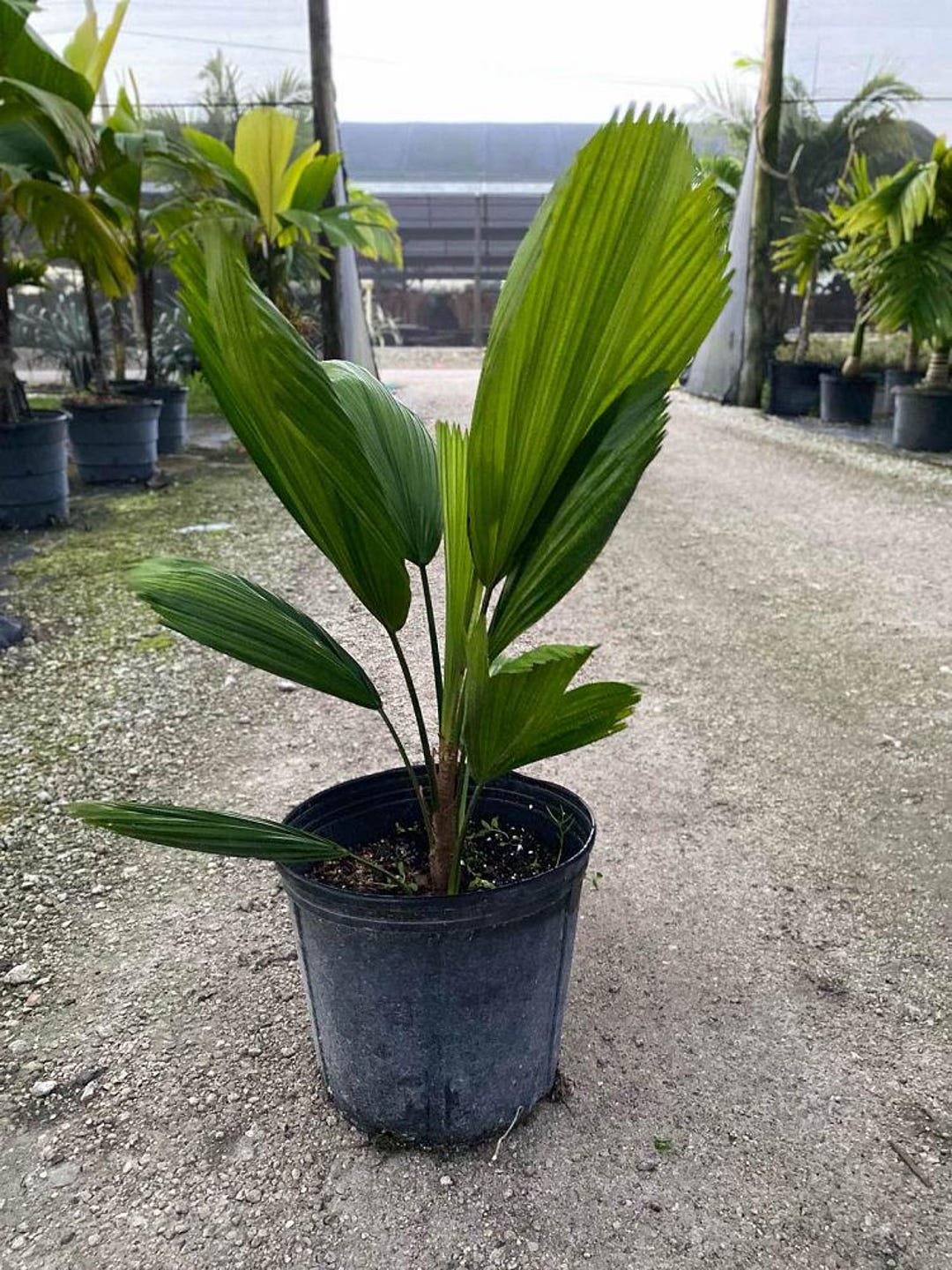 Licuala Grandis Palm 3 Gallon Pot - Etsy